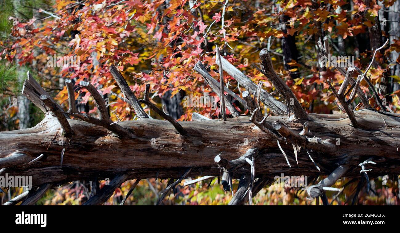 Fallen limbs hi-res stock photography and images - Alamy