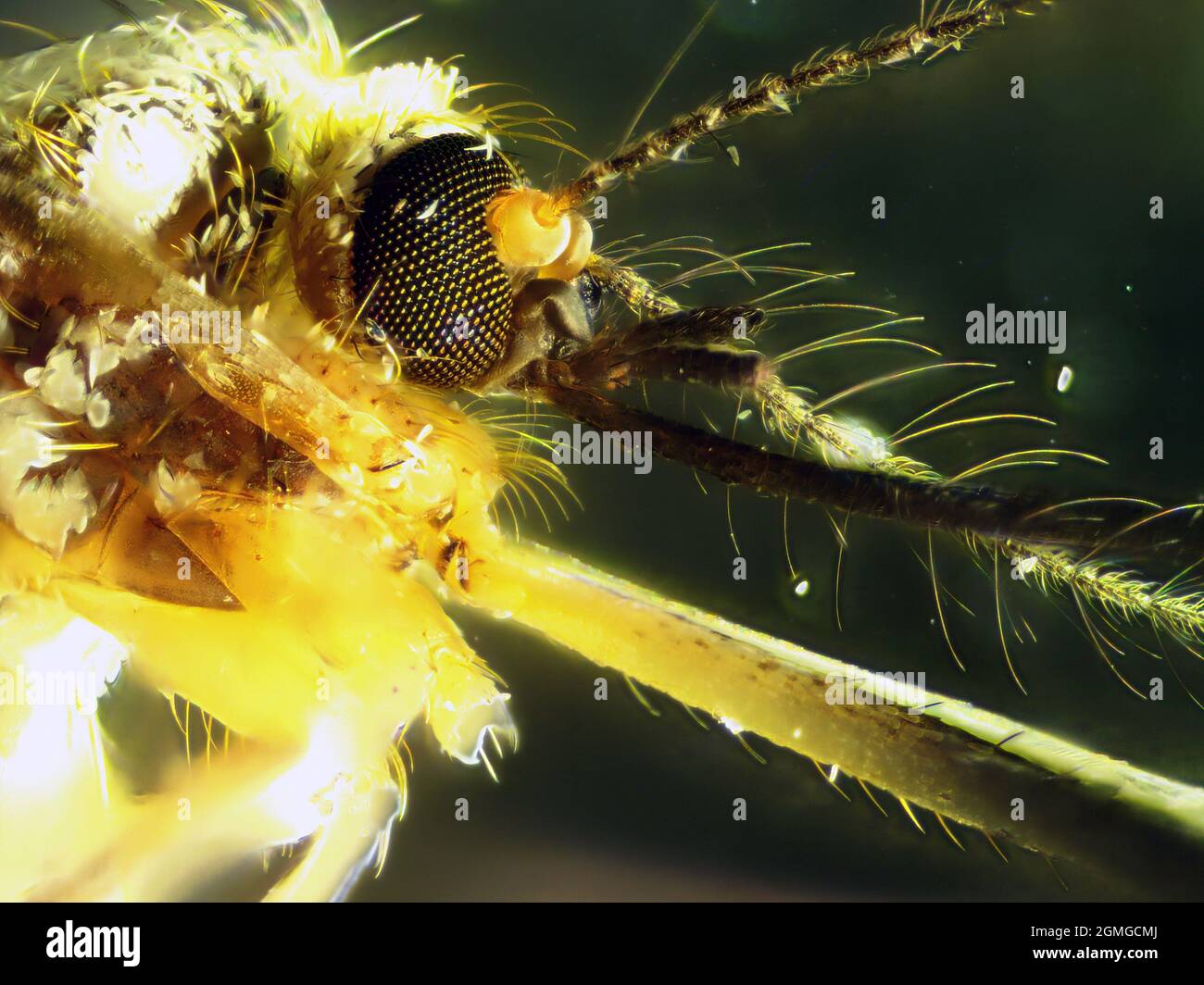 Anopheles Quadrimaculatus