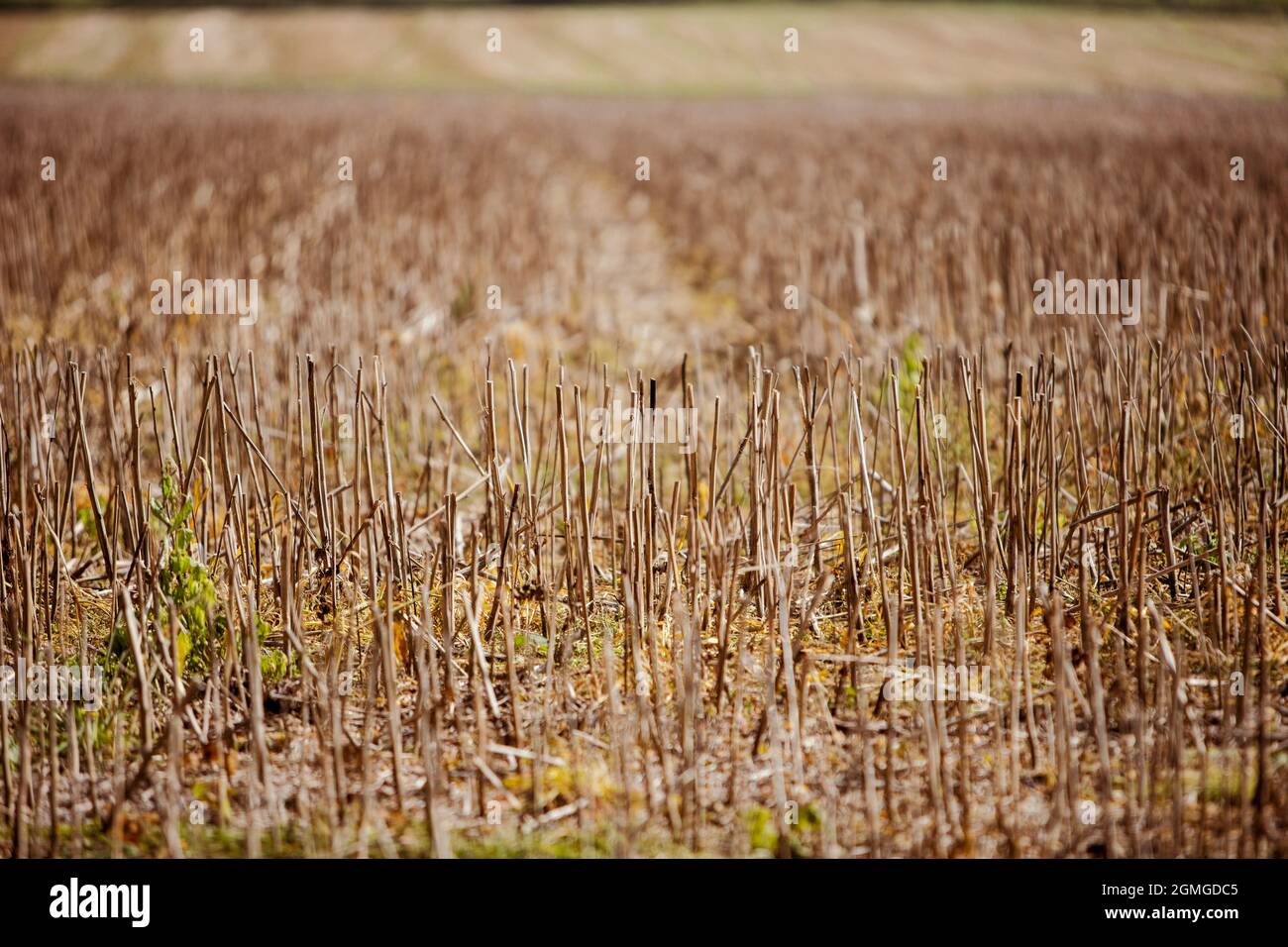 Drough hi-res stock photography and images - Alamy