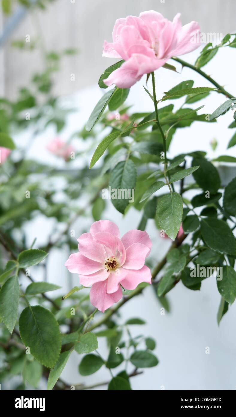 Ground roses hi-res stock photography and images - Alamy