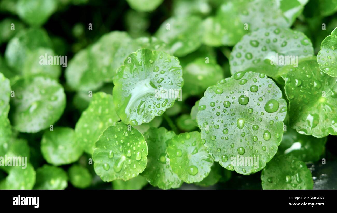 Closeup of centella asiatica with raindrops on it growing in a field ...