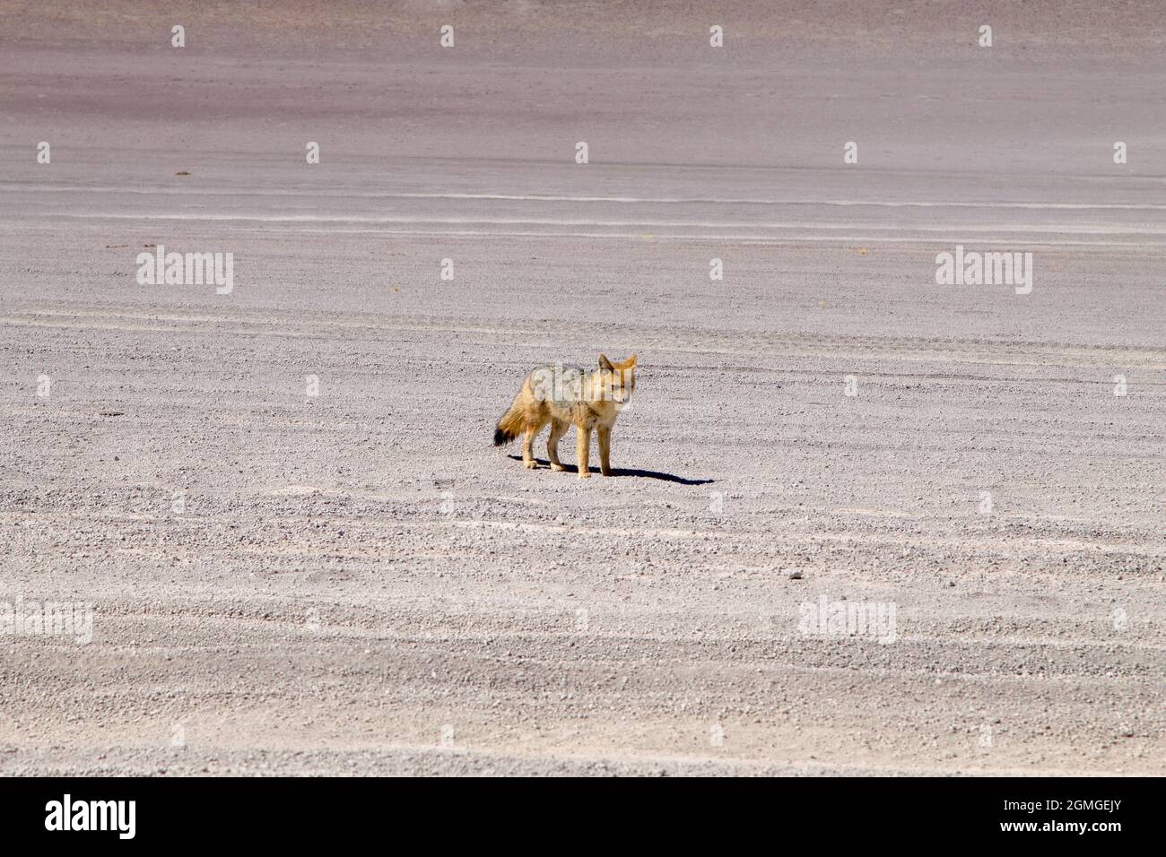 Rabbit wildlife andes andean hi-res stock photography and images - Alamy