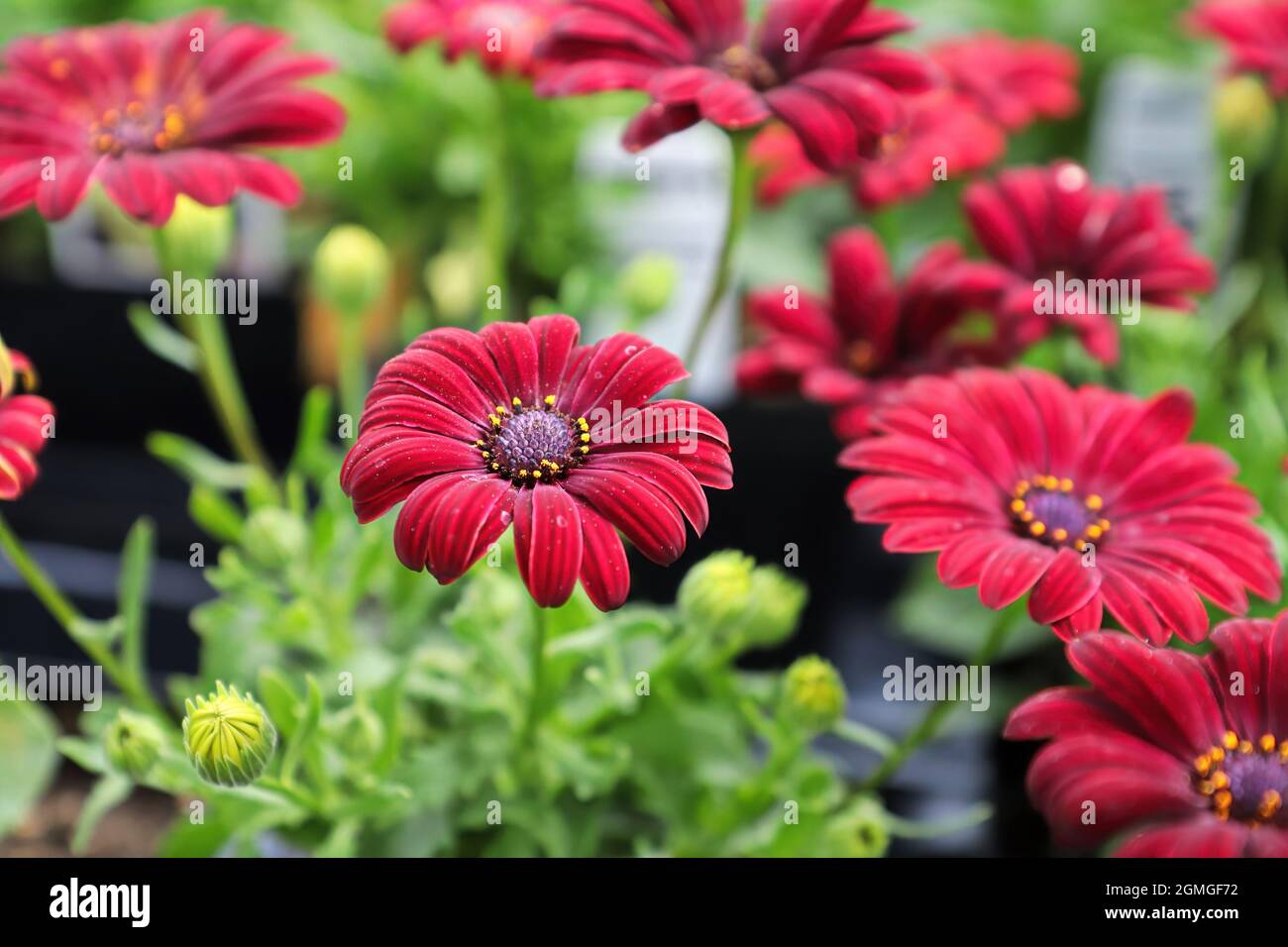Osteospermum red hi-res stock photography and images - Alamy
