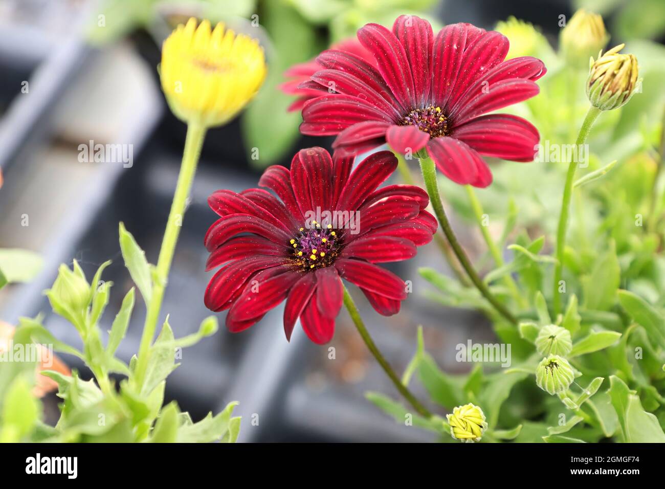Red african daisy hi-res stock photography and images - Alamy