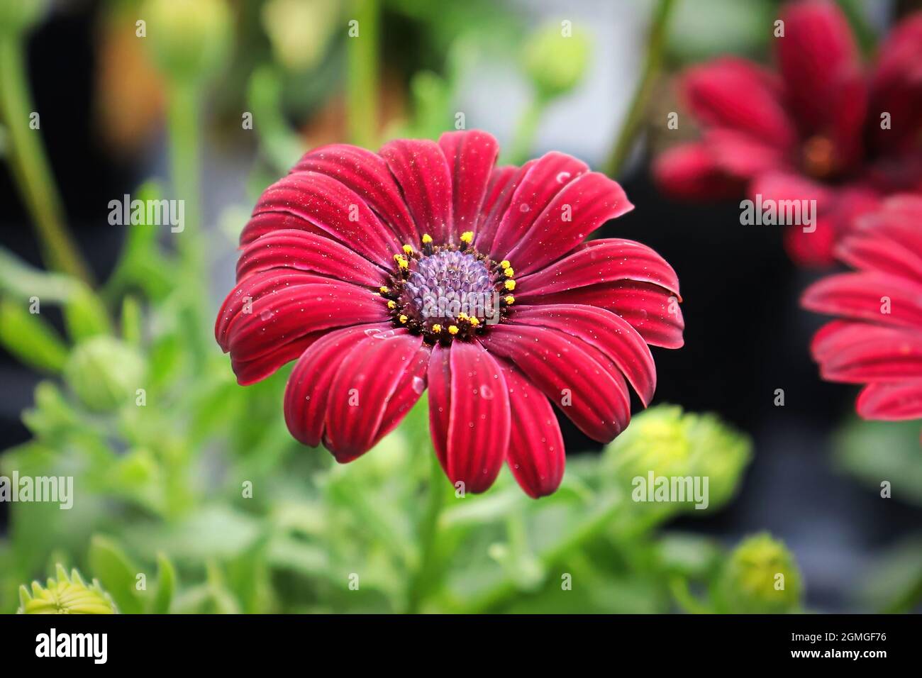 Osteospermum red hi-res stock photography and images - Alamy