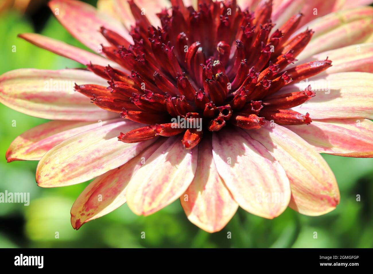Osteospermum red hi-res stock photography and images - Alamy