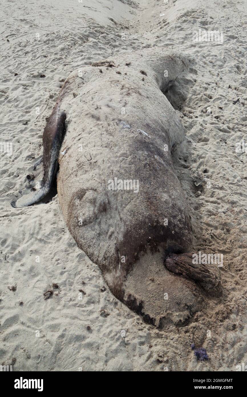 A dead sea lion, washed up and covered in sand on a beach in Florence ...