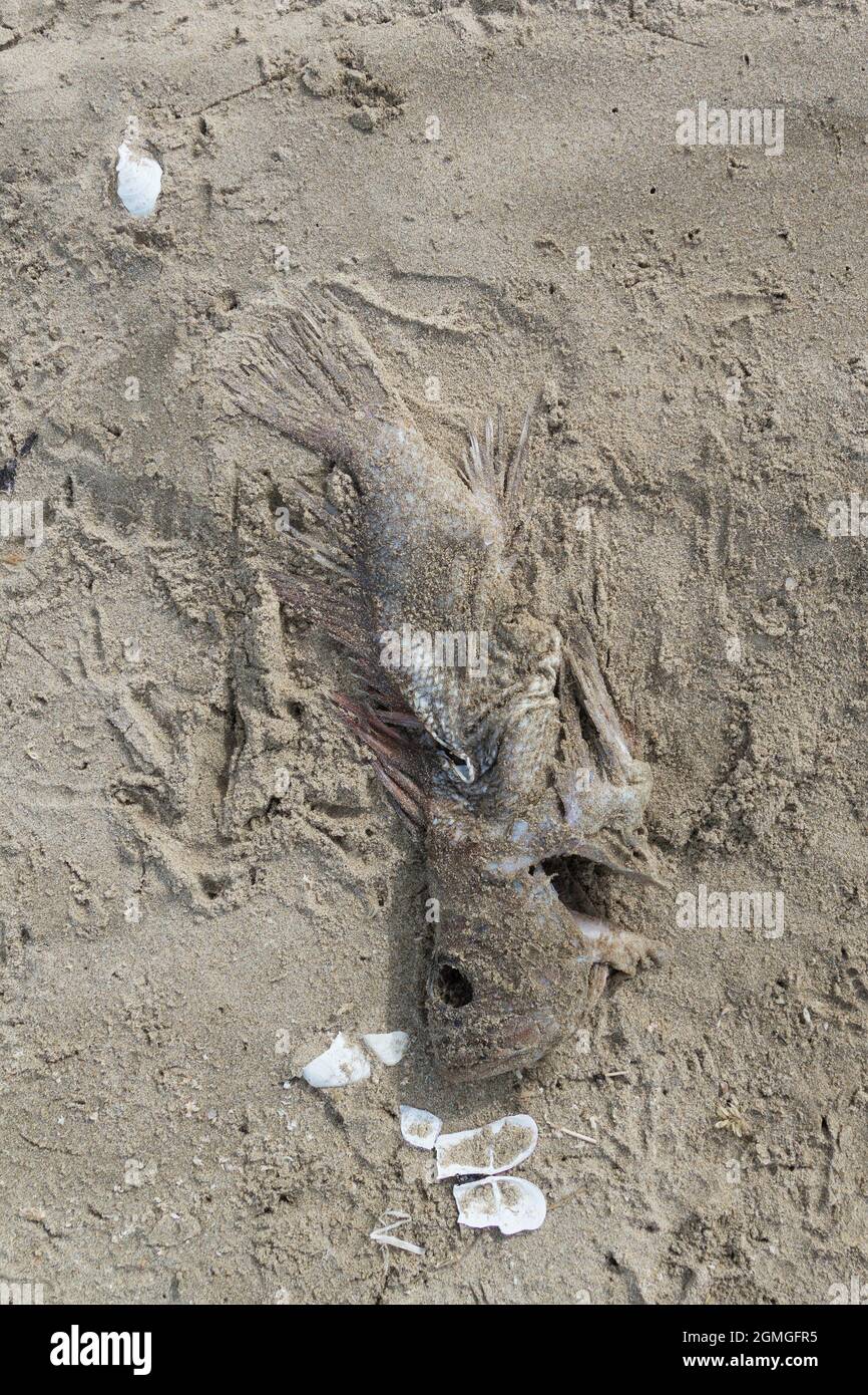 A dead fish and broken seashells on a beach Stock Photo - Alamy