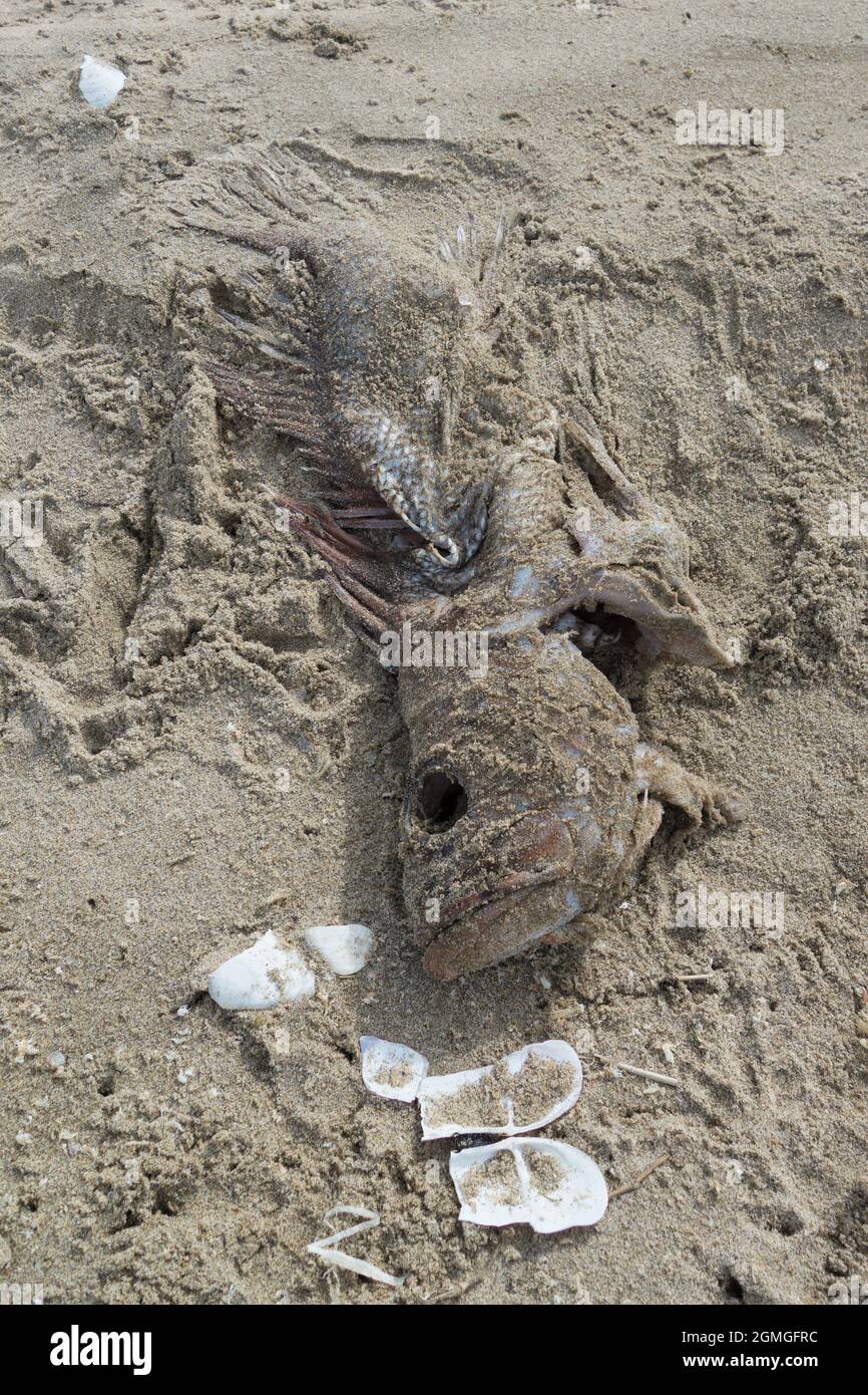 A dead fish and broken seashells on a beach Stock Photo - Alamy