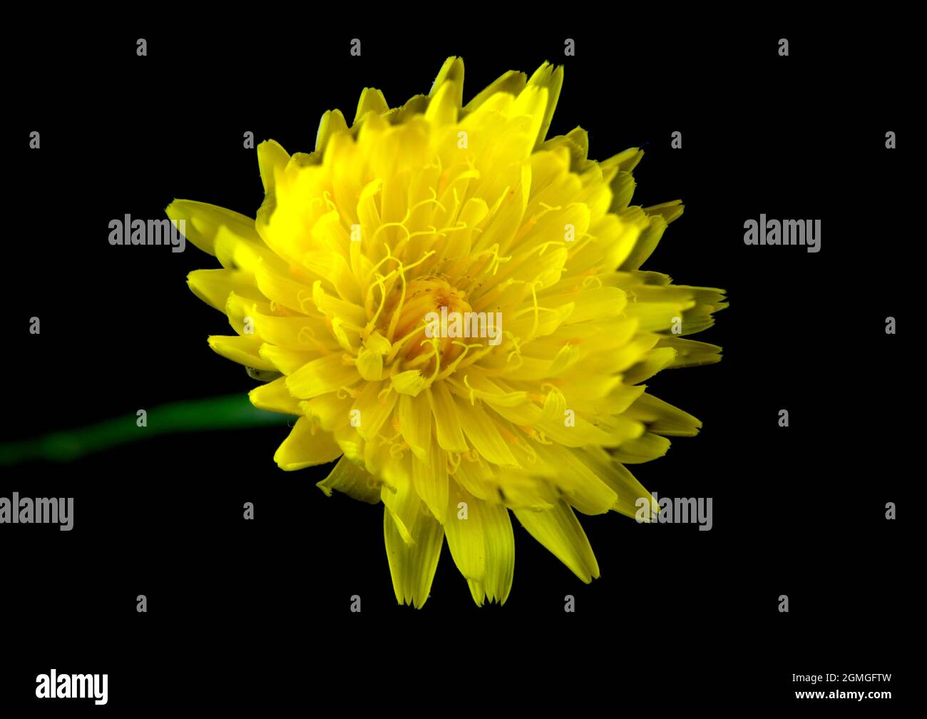 The catsear, Hypochaeris radicata, is a false dandelion, perennial ...