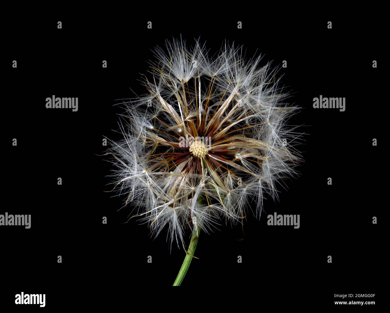 Pappus or seed-clock of a catsear flower, Hypochaeris radicata, a false ...