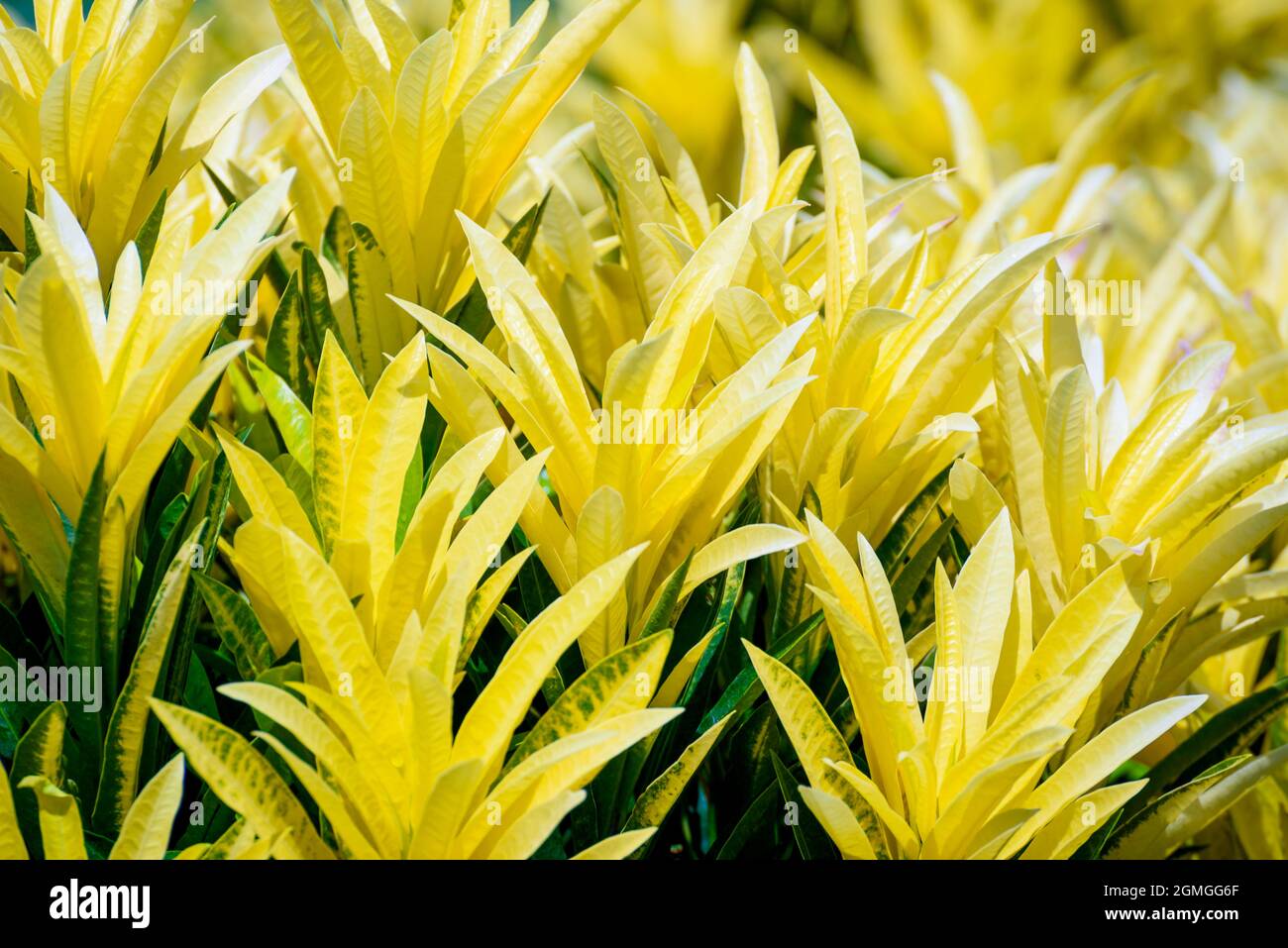 Codiaeum Variegatum Yellow