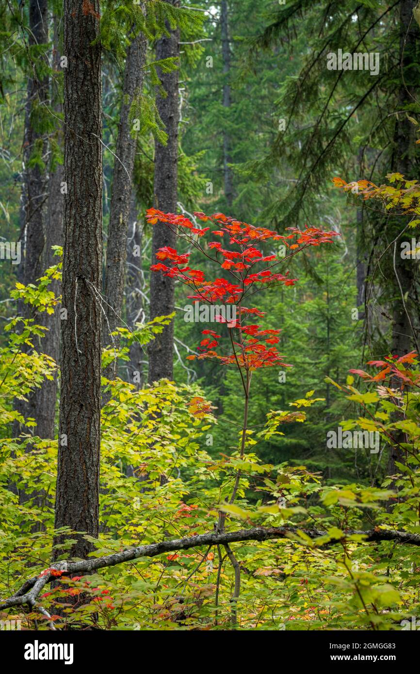 Autumn trees in fiery hi-res stock photography and images - Alamy