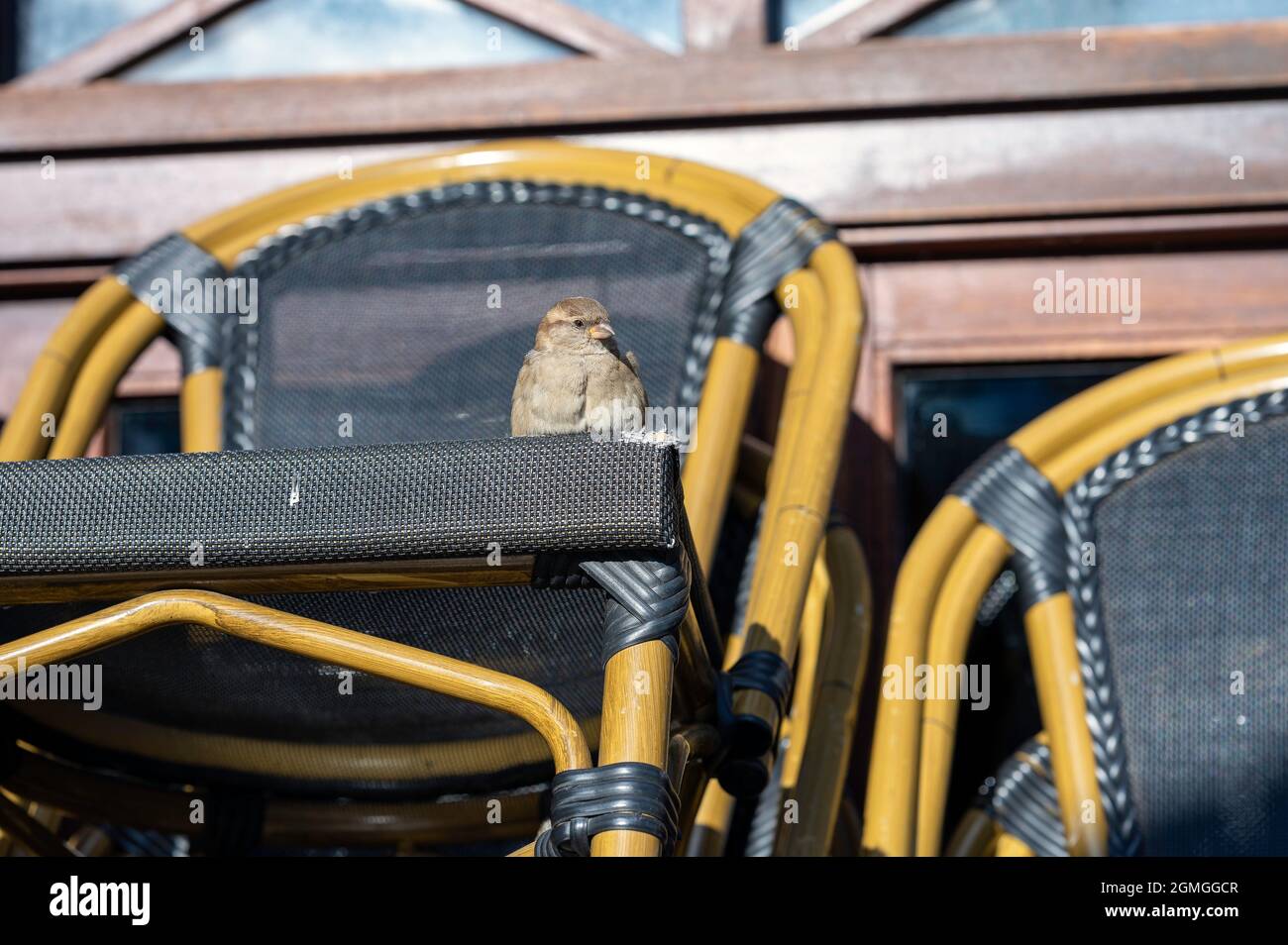 Sparrow and chair hi-res stock photography and images - Alamy