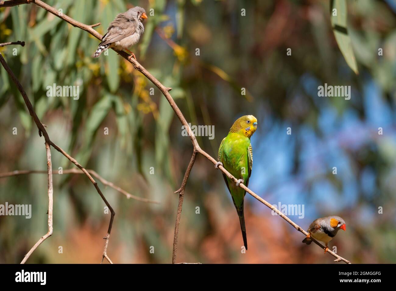 Finches hi-res stock photography and images - Alamy