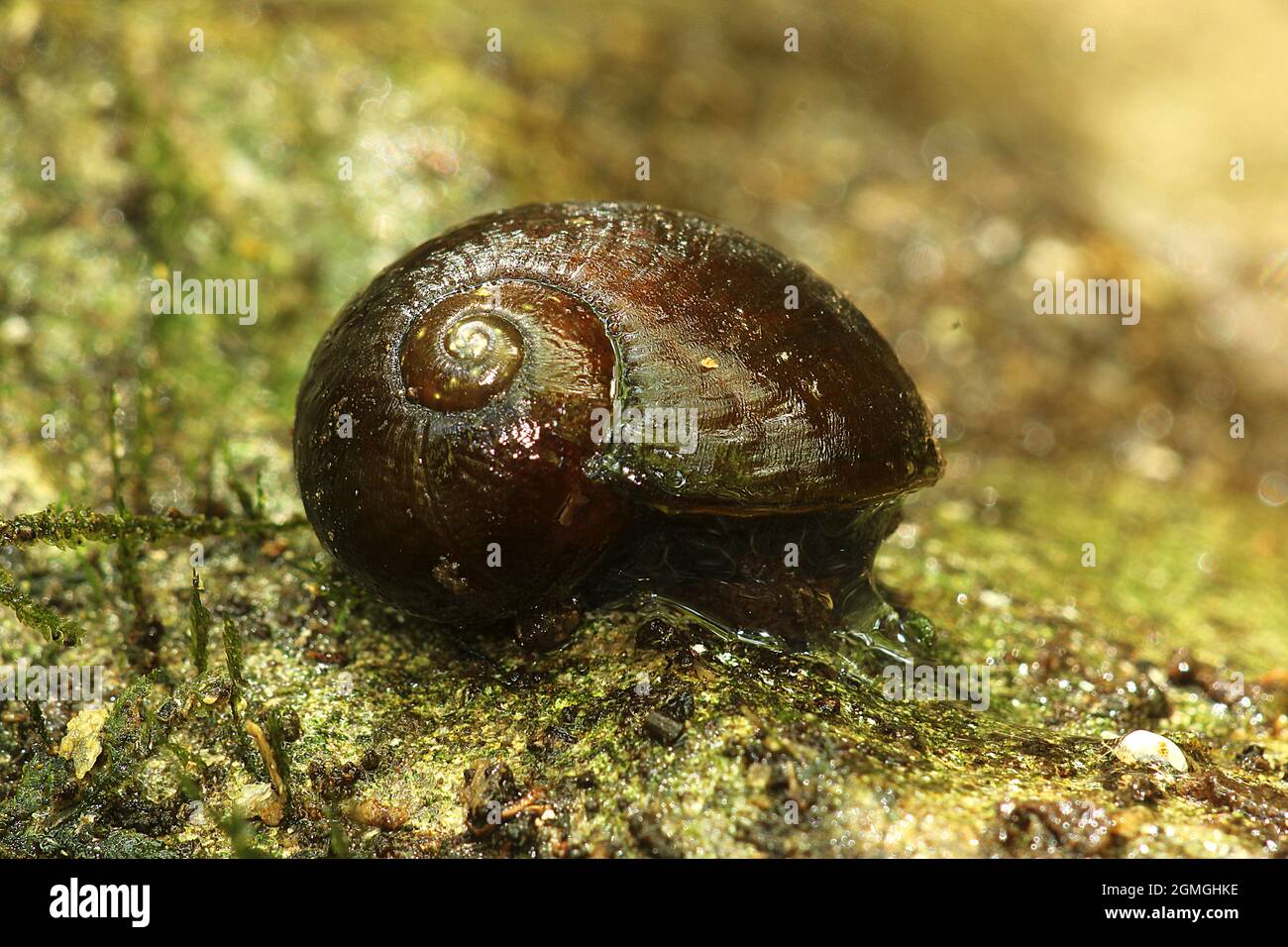 Carnivorous land snail hi-res stock photography and images - Alamy