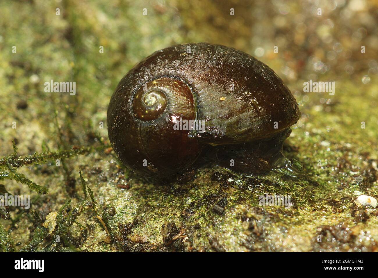 Carnivorous land snail hi-res stock photography and images - Alamy