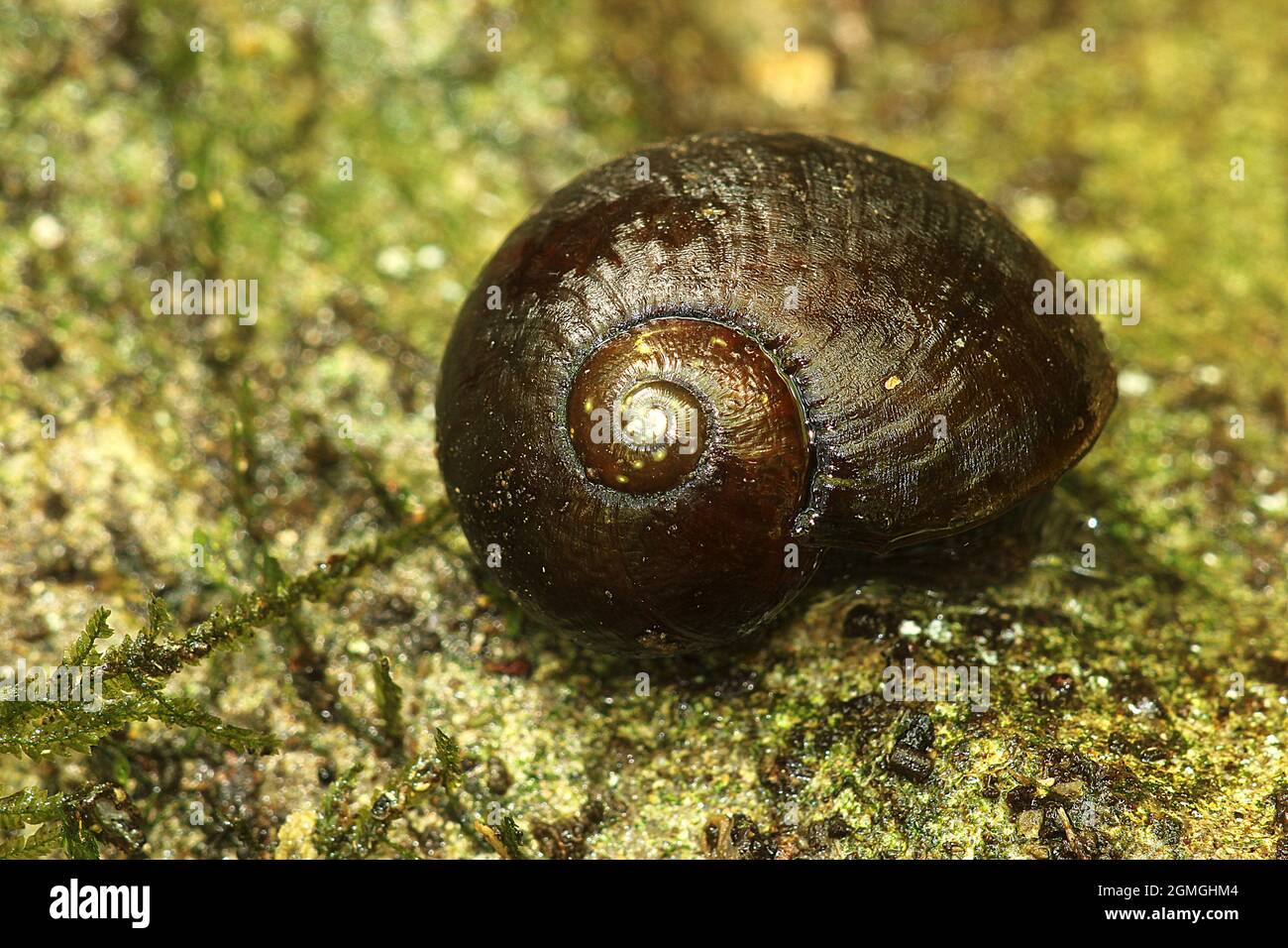 New Zealand carnivorous land snail (Wainuia urnula Stock Photo - Alamy