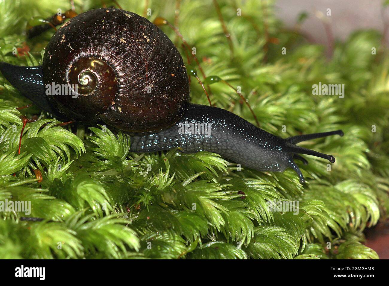 New Zealand carnivorous land snail (Wainuia urnula Stock Photo - Alamy