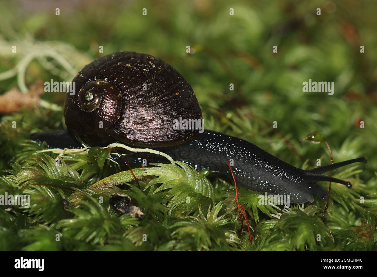 Carnivorous land snail hi-res stock photography and images - Alamy