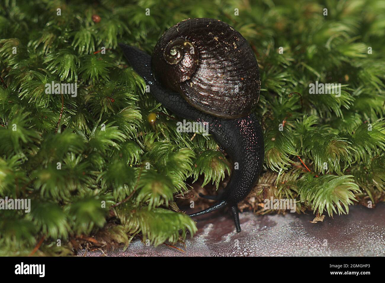 Carnivorous land snail hi-res stock photography and images - Alamy