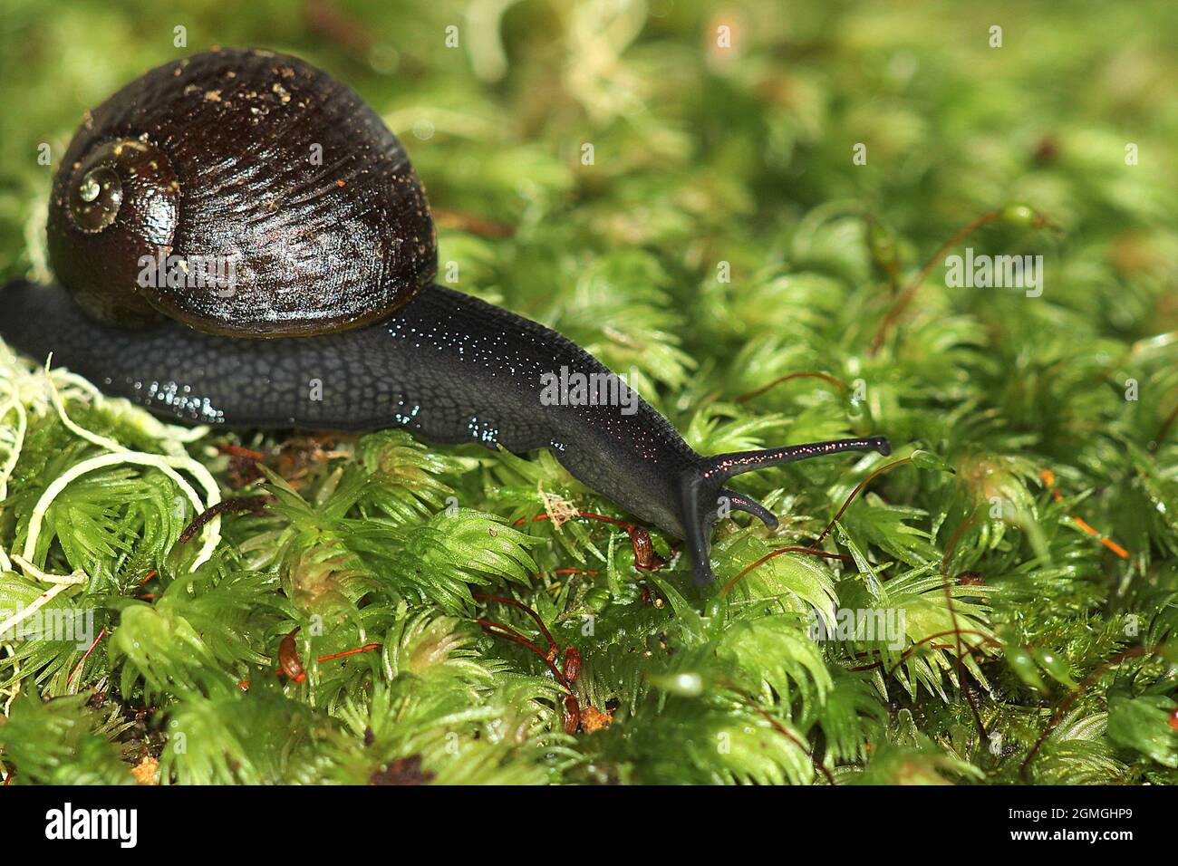 New Zealand carnivorous land snail (Wainuia urnula Stock Photo - Alamy