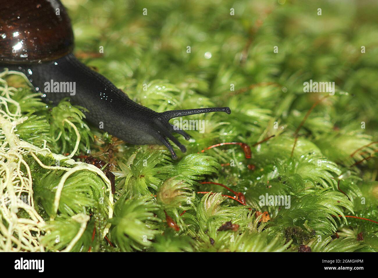 Carnivorous land snail hi-res stock photography and images - Alamy