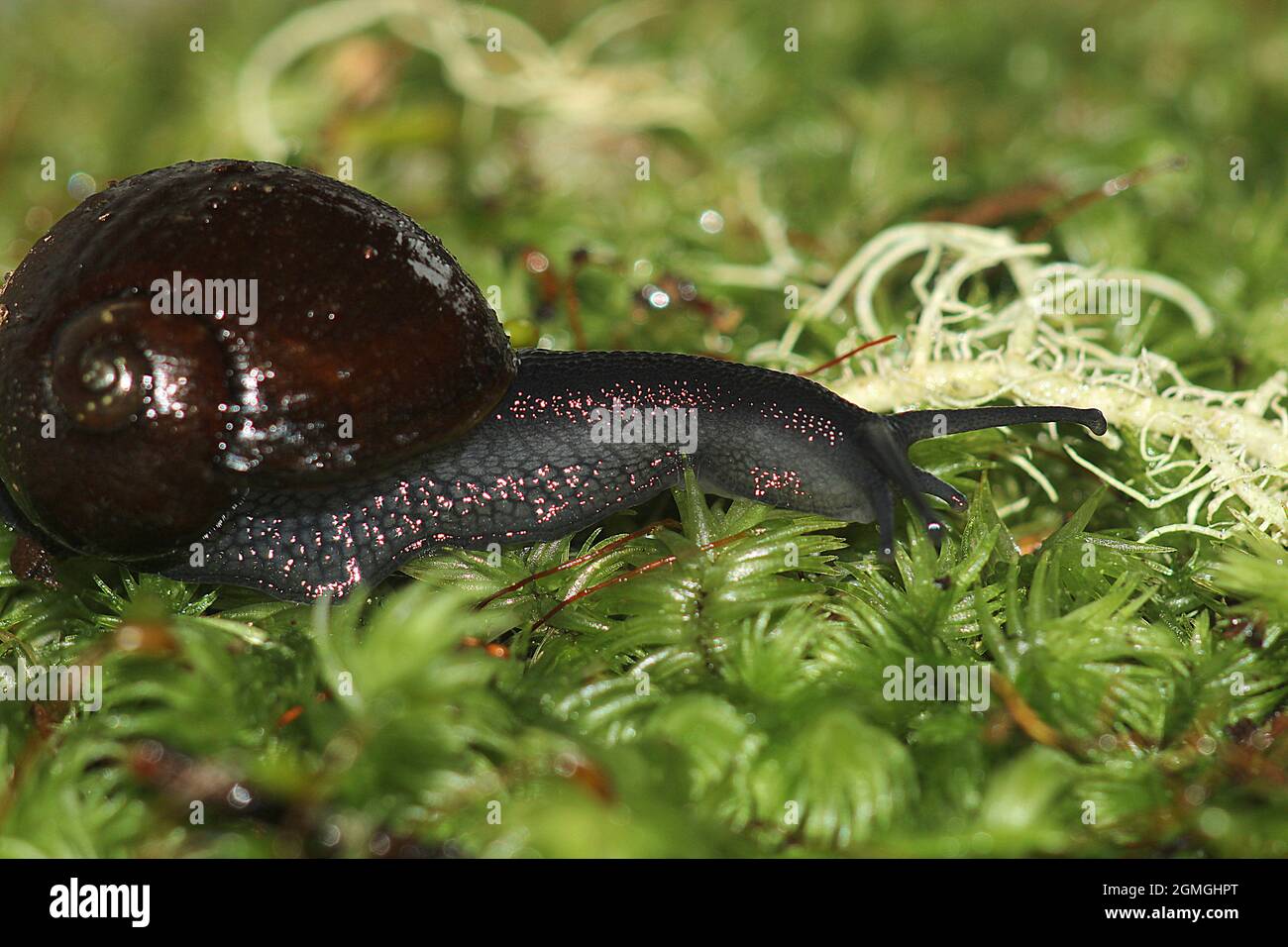 New Zealand carnivorous land snail (Wainuia urnula Stock Photo - Alamy