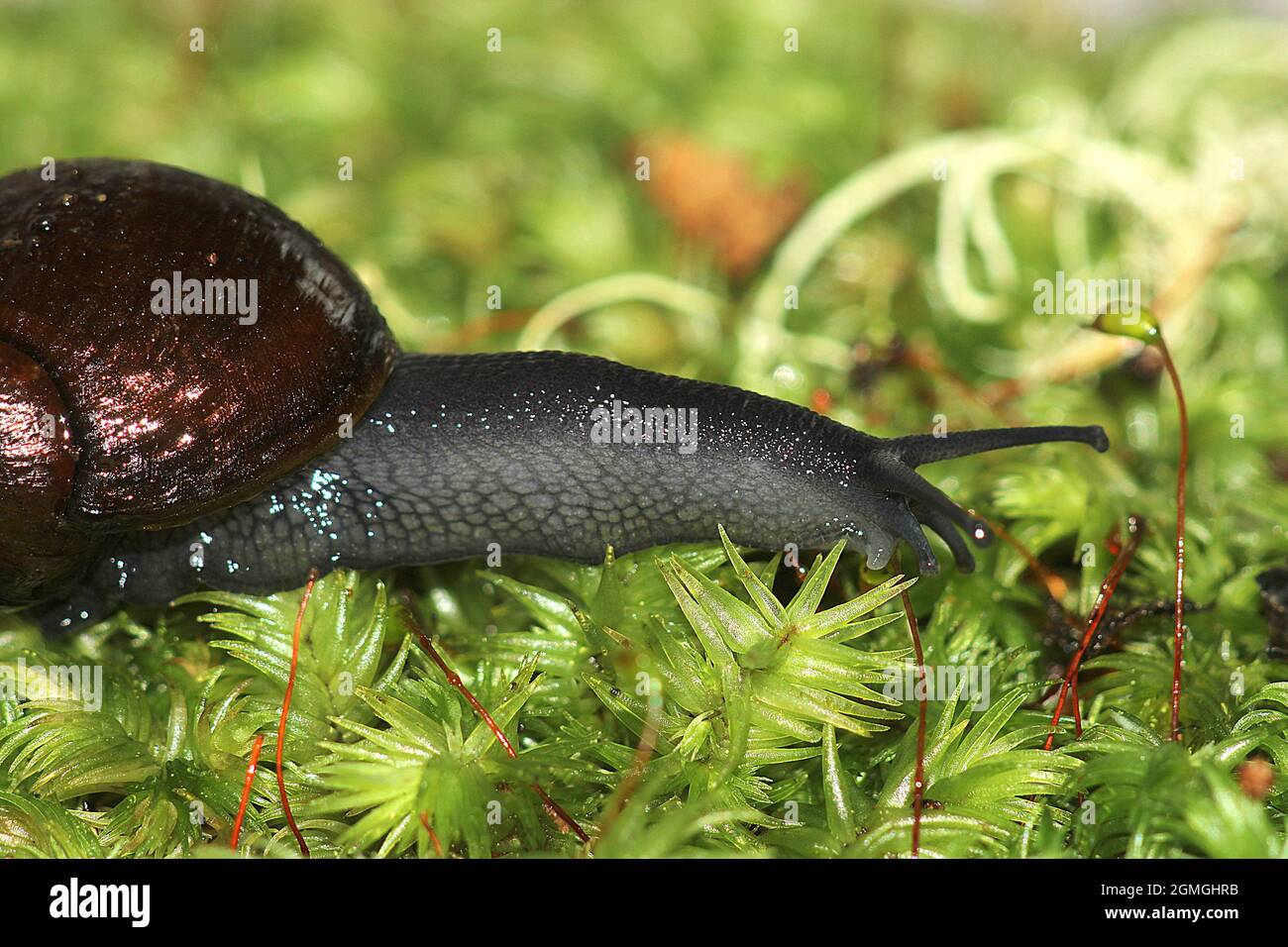New Zealand carnivorous land snail (Wainuia urnula Stock Photo - Alamy