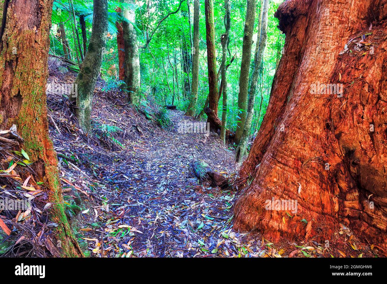 Wide red gum trees along the walking track in Dorrigo National park of ...