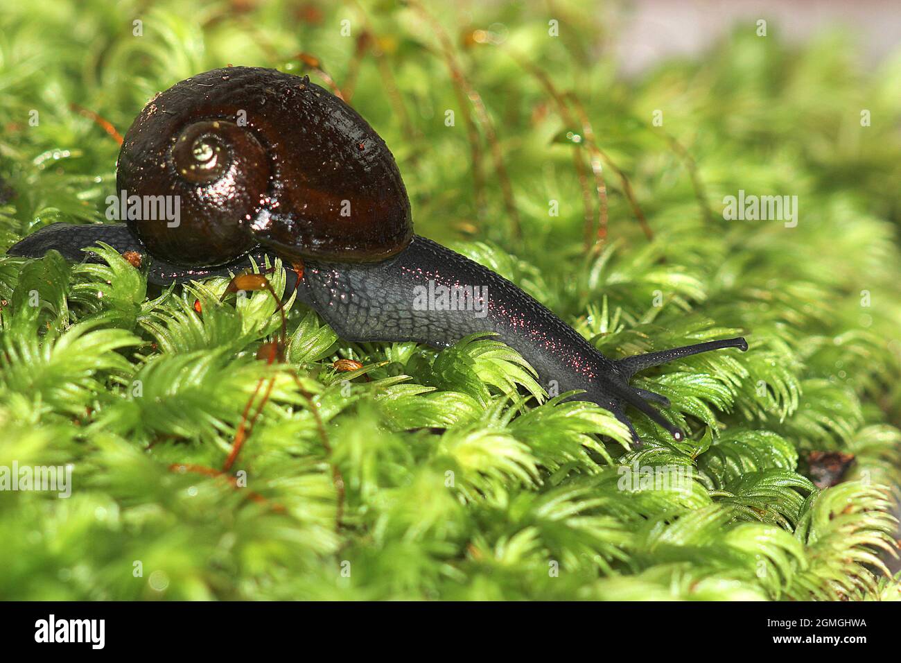 New Zealand carnivorous land snail (Wainuia urnula Stock Photo - Alamy