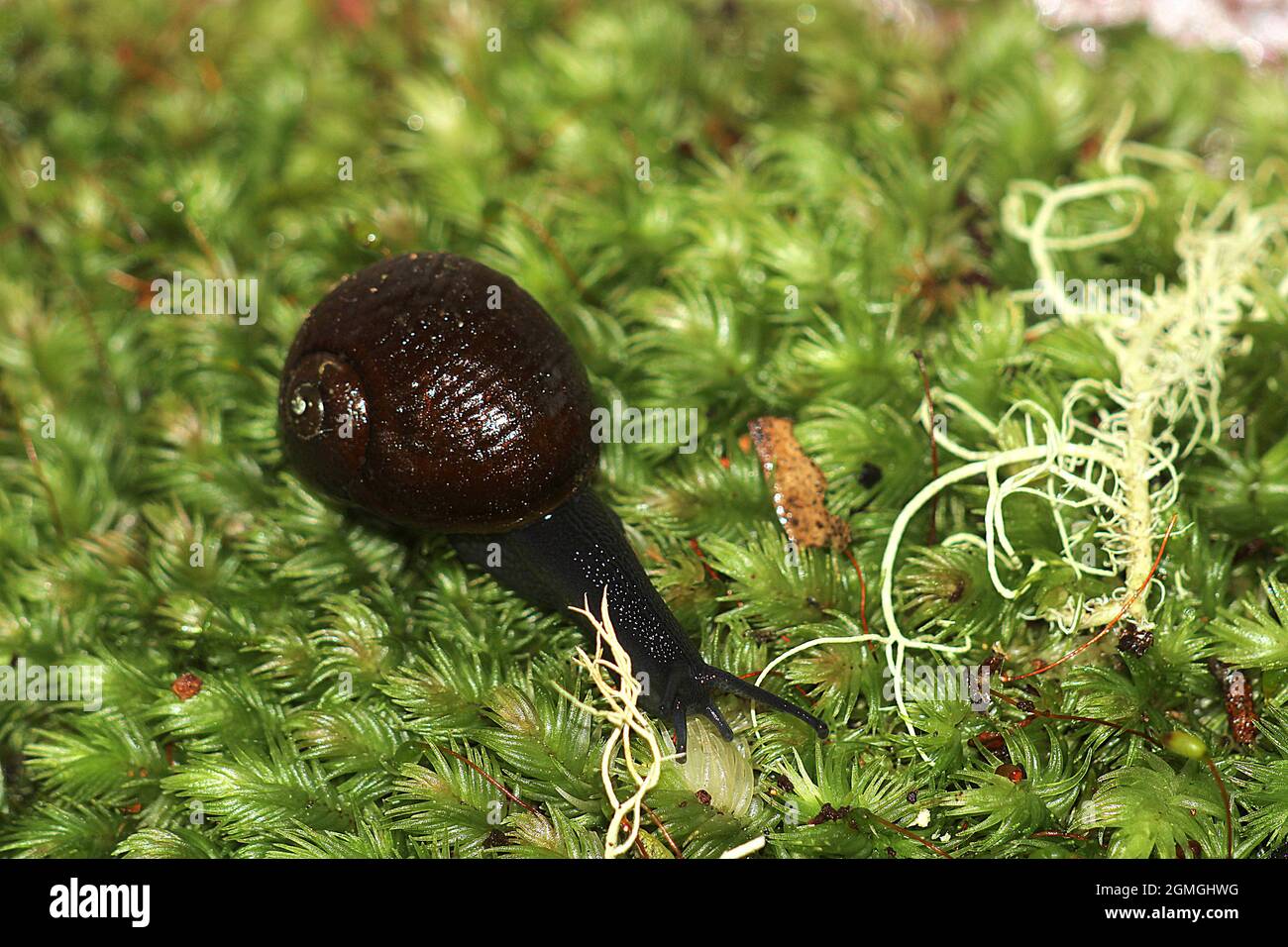New Zealand carnivorous land snail (Wainuia urnula Stock Photo - Alamy