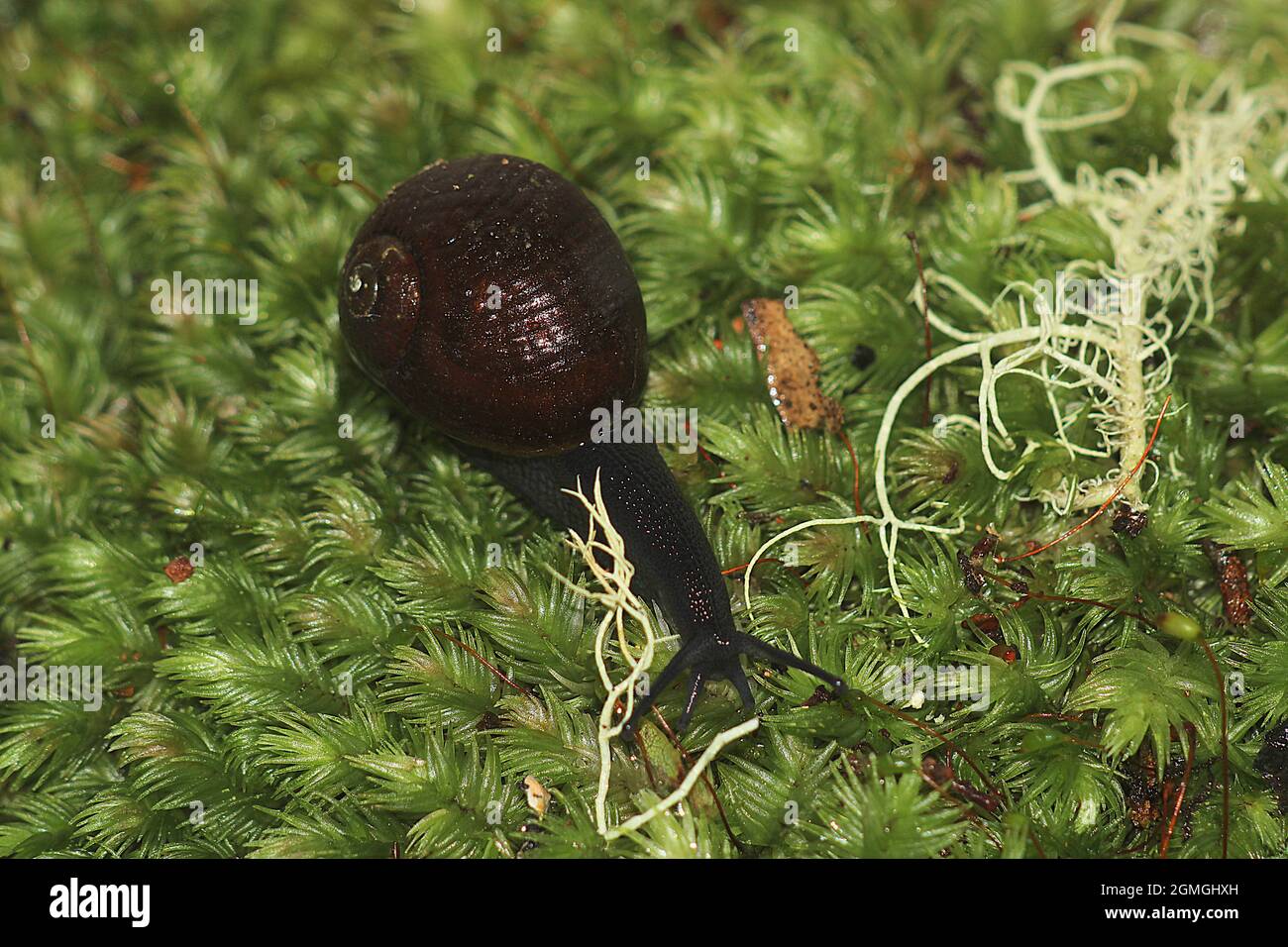Carnivorous slug hi-res stock photography and images - Alamy