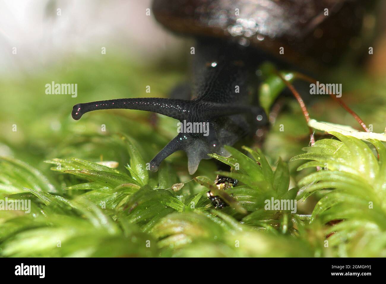 Carnivorous land snail hi-res stock photography and images - Alamy
