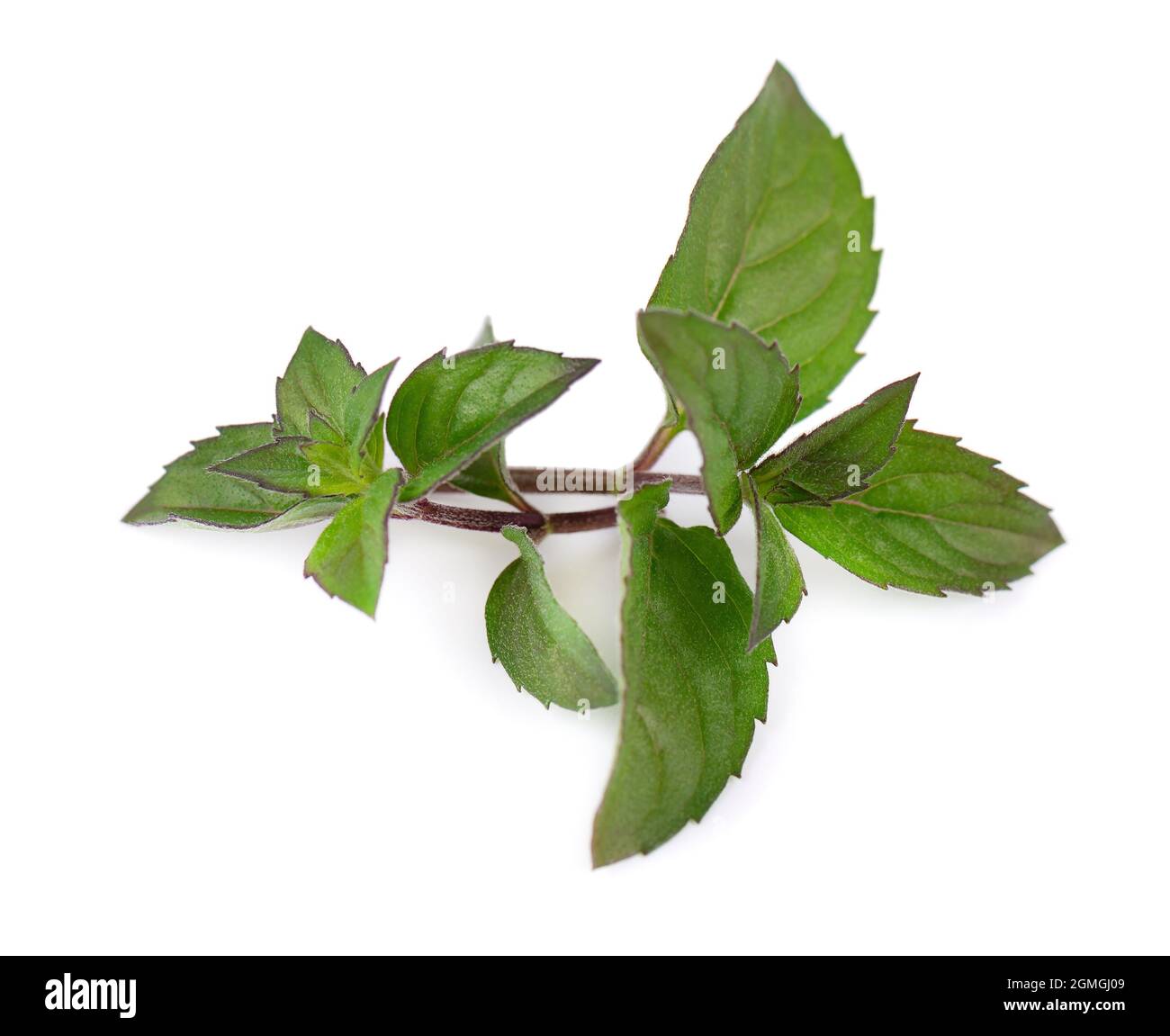 Healthy peppermint hi-res stock photography and images - Alamy