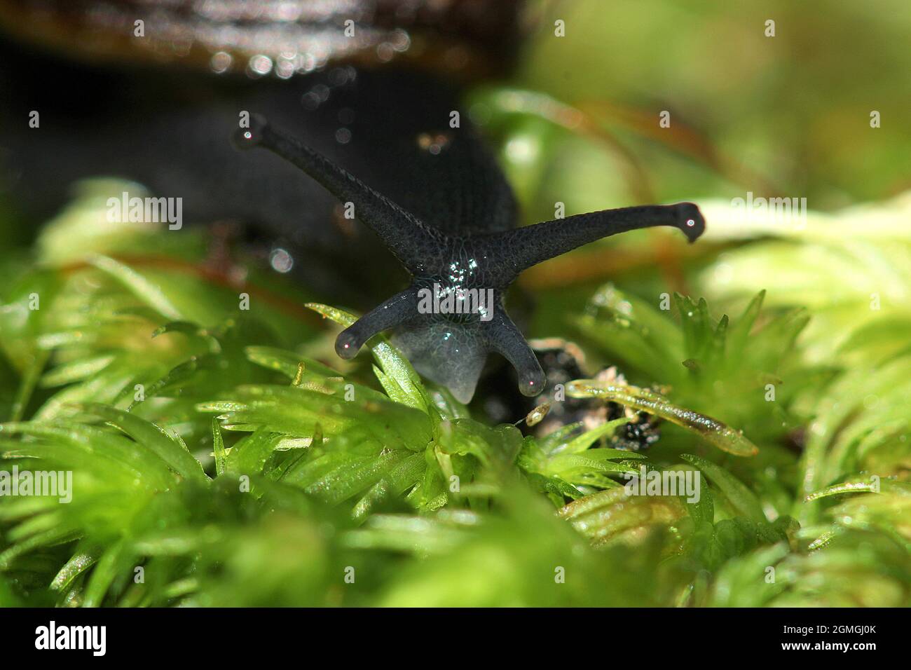 New Zealand carnivorous land snail (Wainuia urnula Stock Photo - Alamy