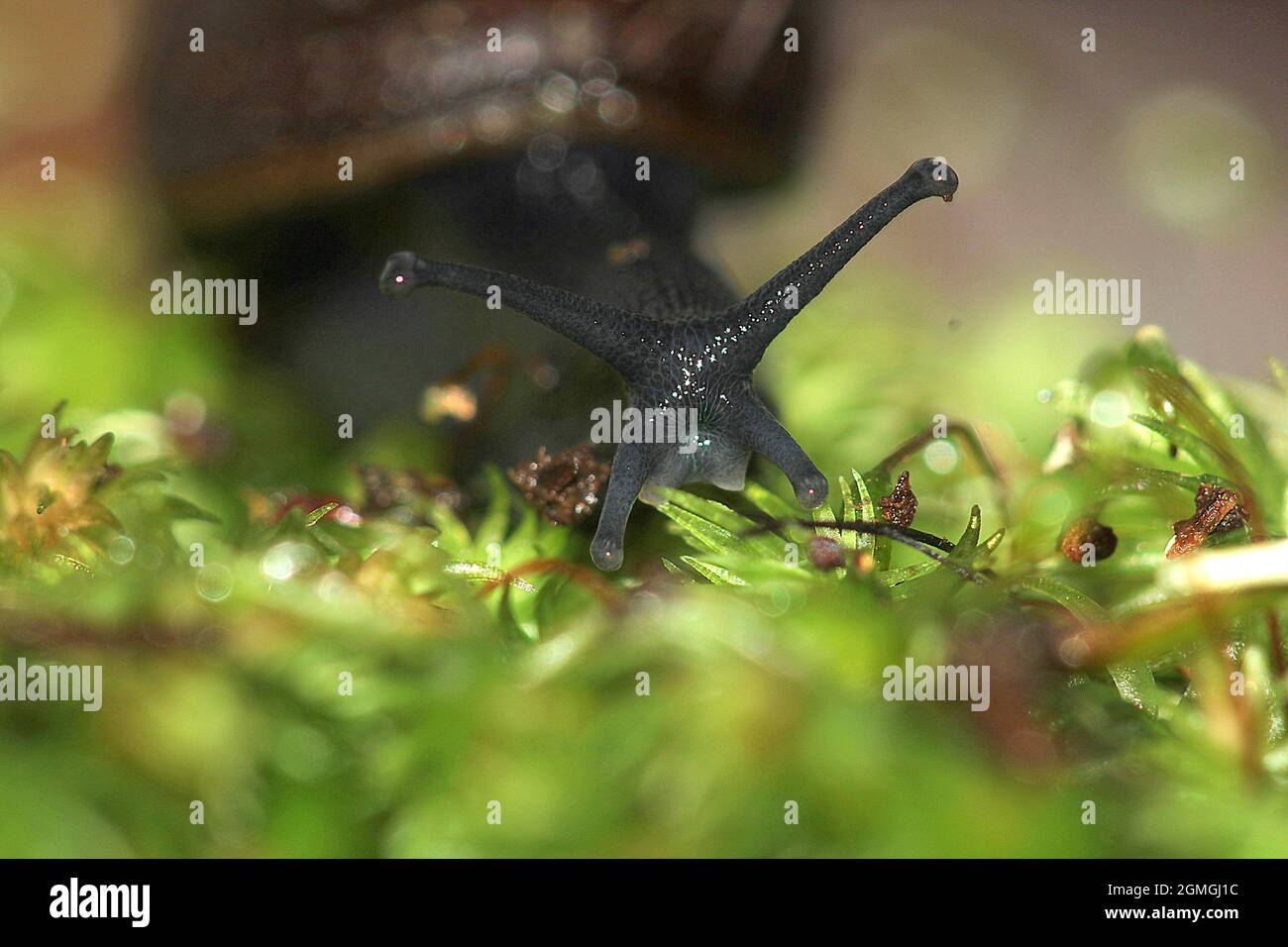 New Zealand carnivorous land snail (Wainuia urnula Stock Photo - Alamy