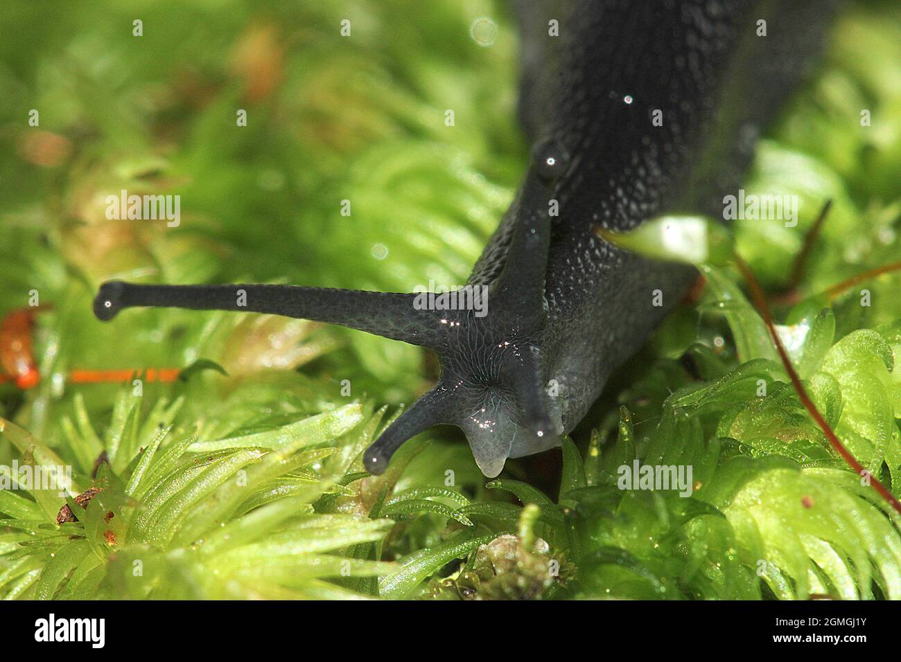 Carnivorous land snail hi-res stock photography and images - Alamy
