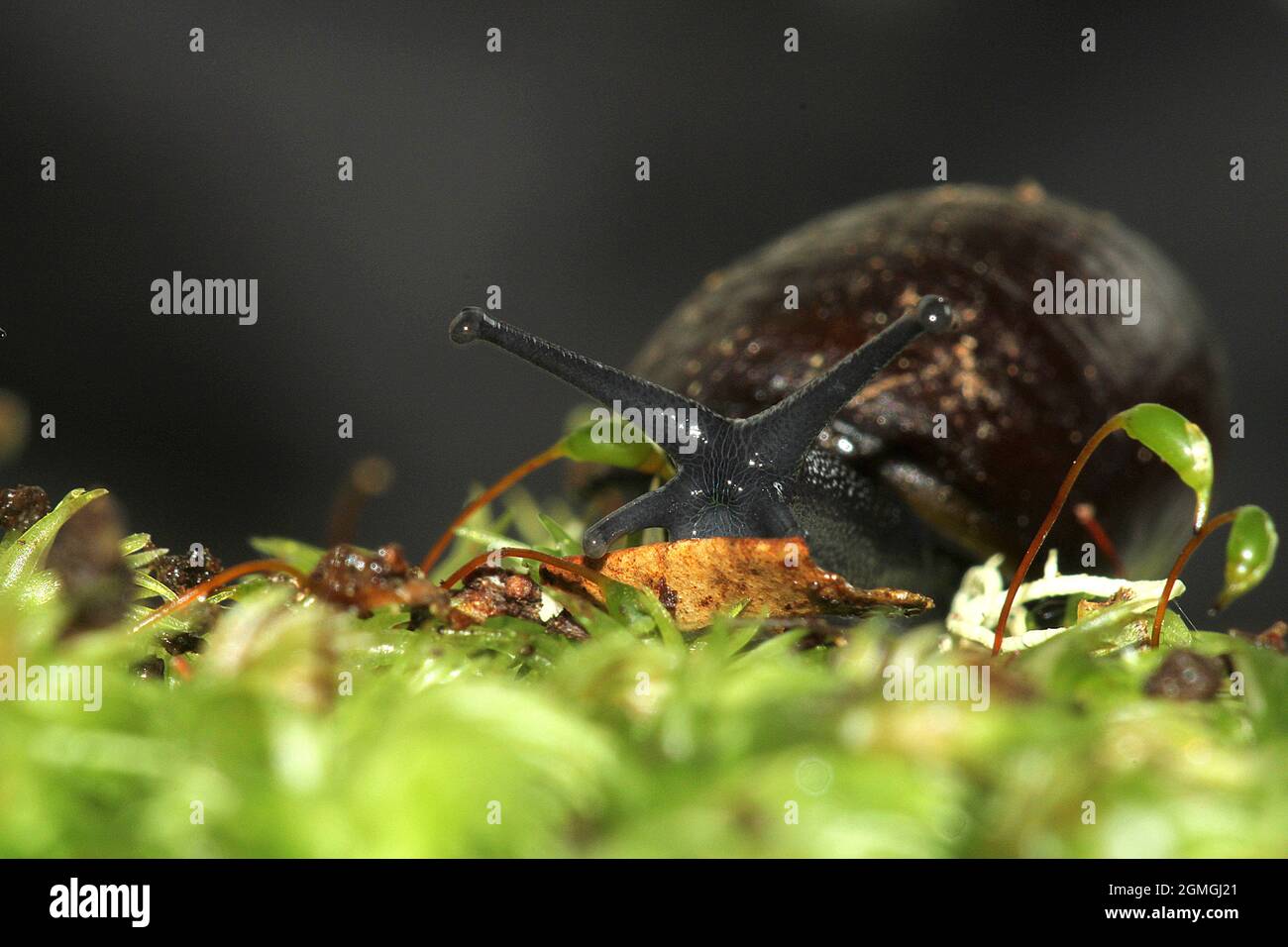 New Zealand carnivorous land snail (Wainuia urnula Stock Photo - Alamy