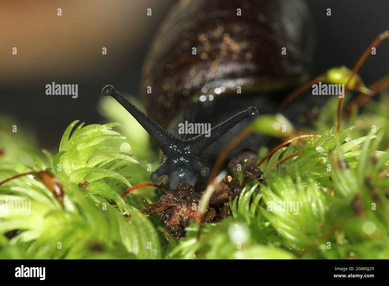 New Zealand carnivorous land snail (Wainuia urnula Stock Photo - Alamy