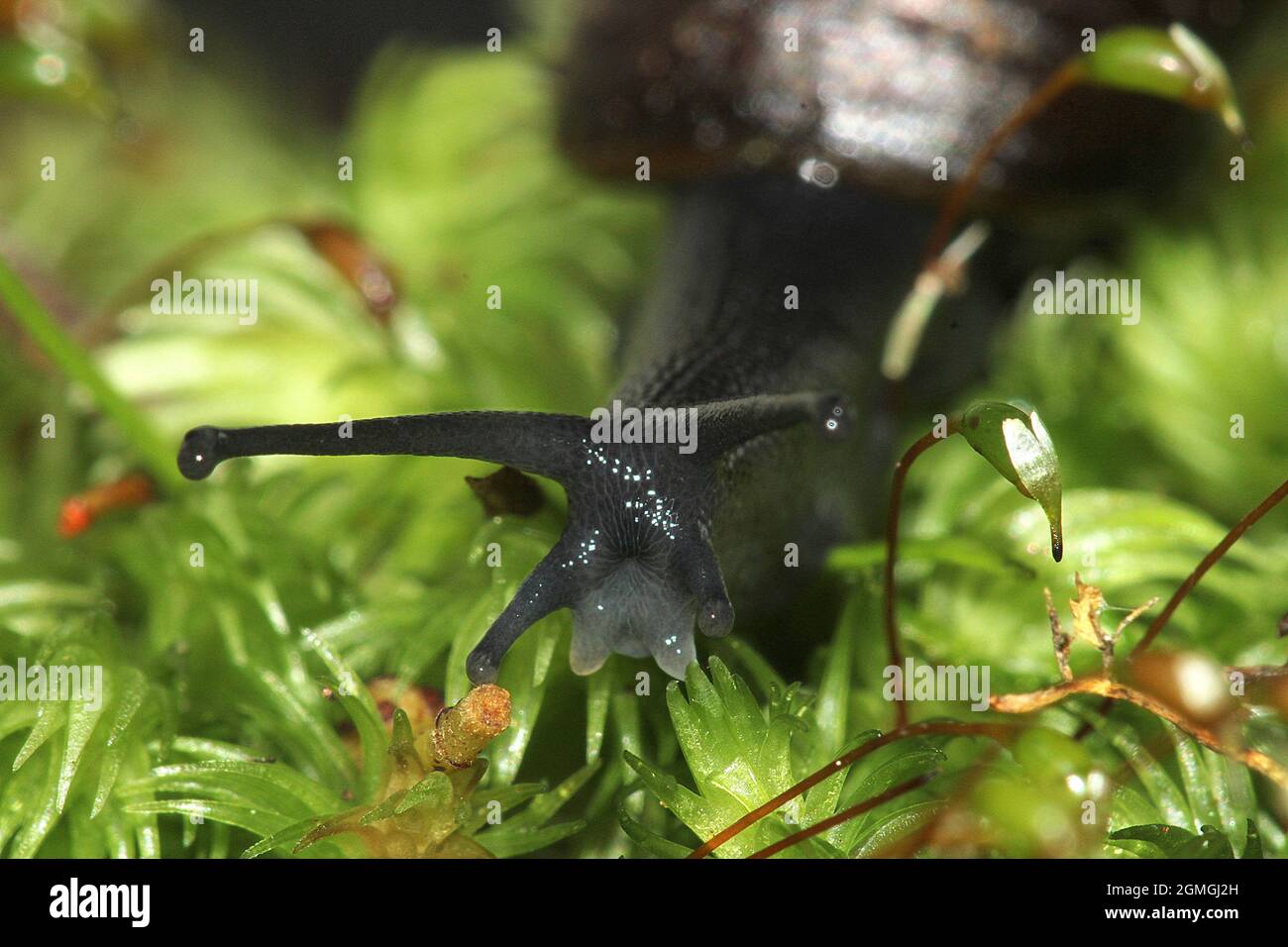 New Zealand carnivorous land snail (Wainuia urnula Stock Photo - Alamy