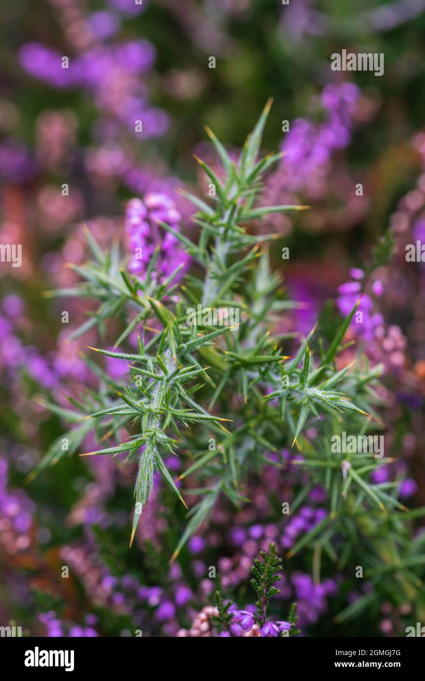 Close up of the green stems, leaves and spikes of the Gorse plant (Ulex ...