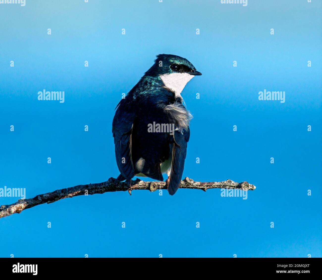 Swallow bird field hi-res stock photography and images - Alamy