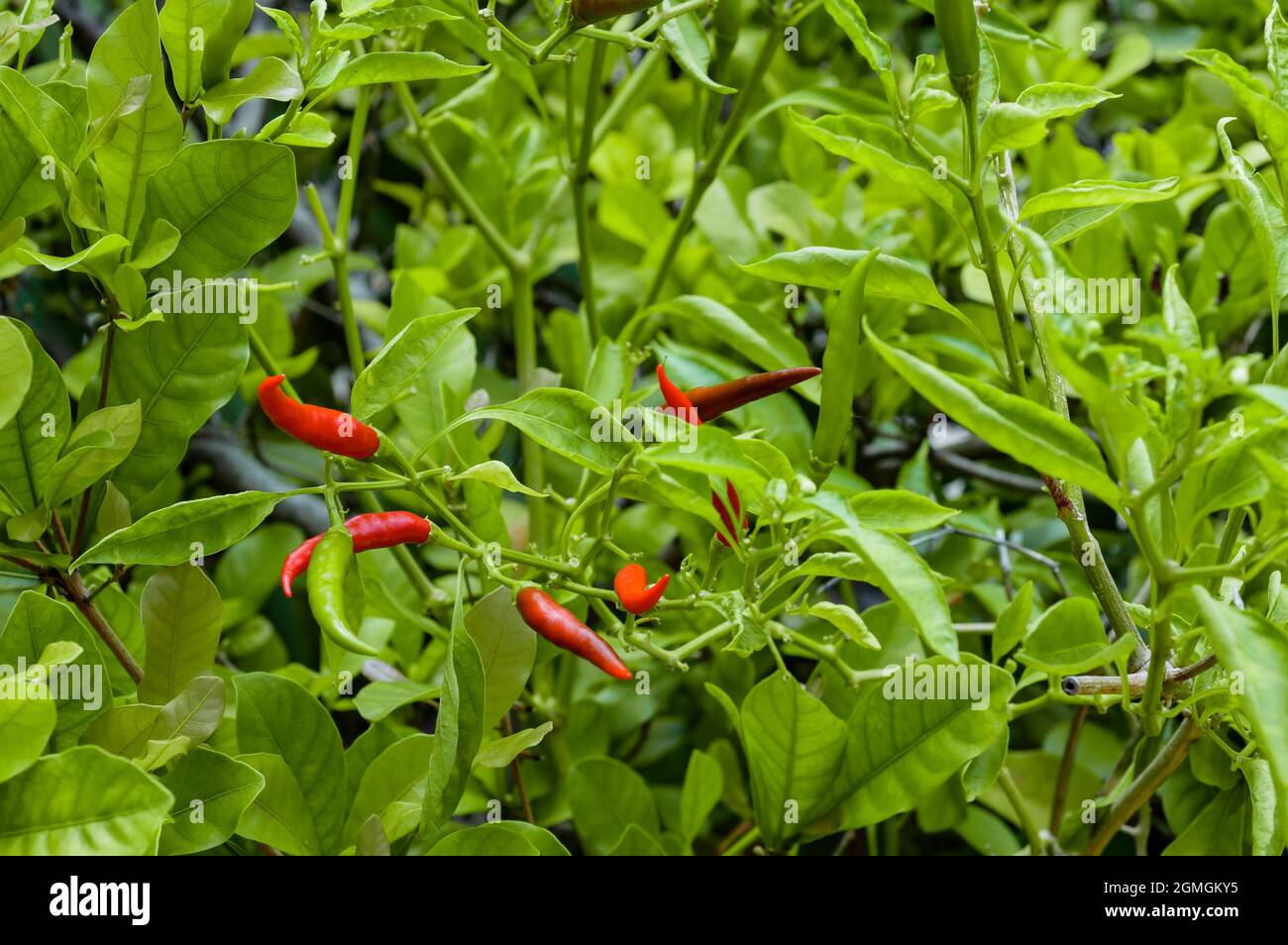 many red hot chili fruit on tree Stock Photo - Alamy