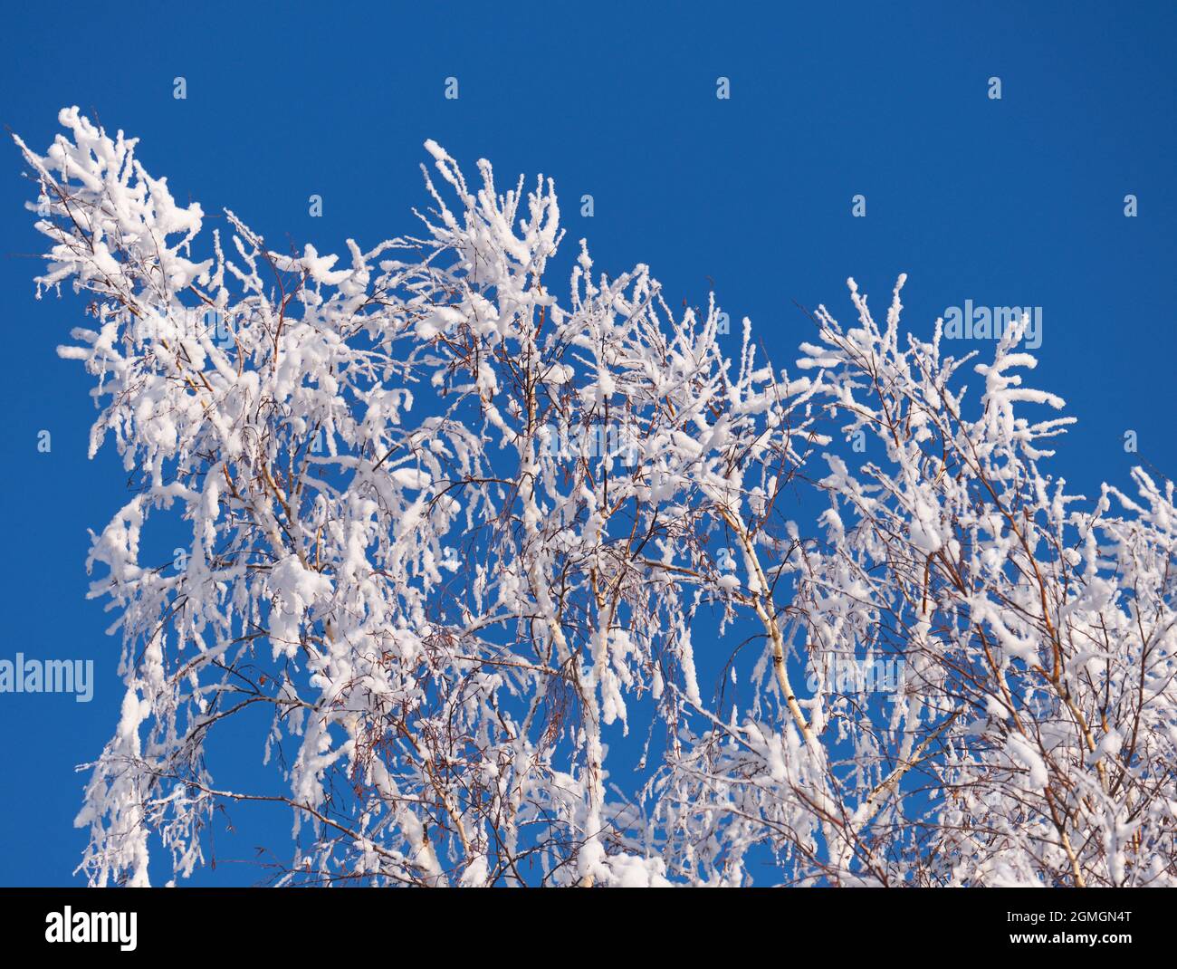 Birch crowns covered with frost and snow against the background of a ...