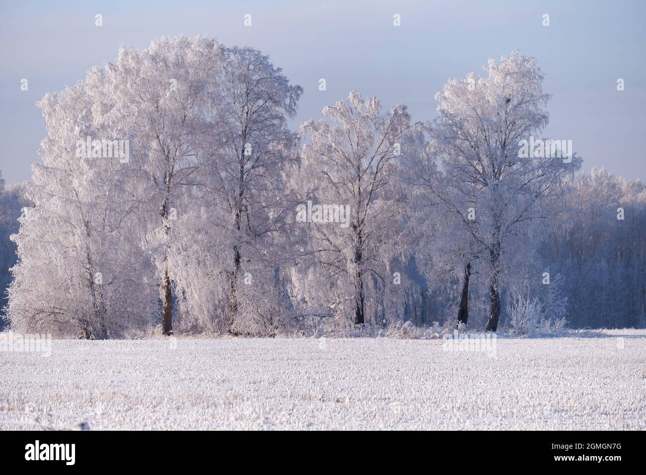 Siberian natural winter season landscape. Frozen birch trees covered ...