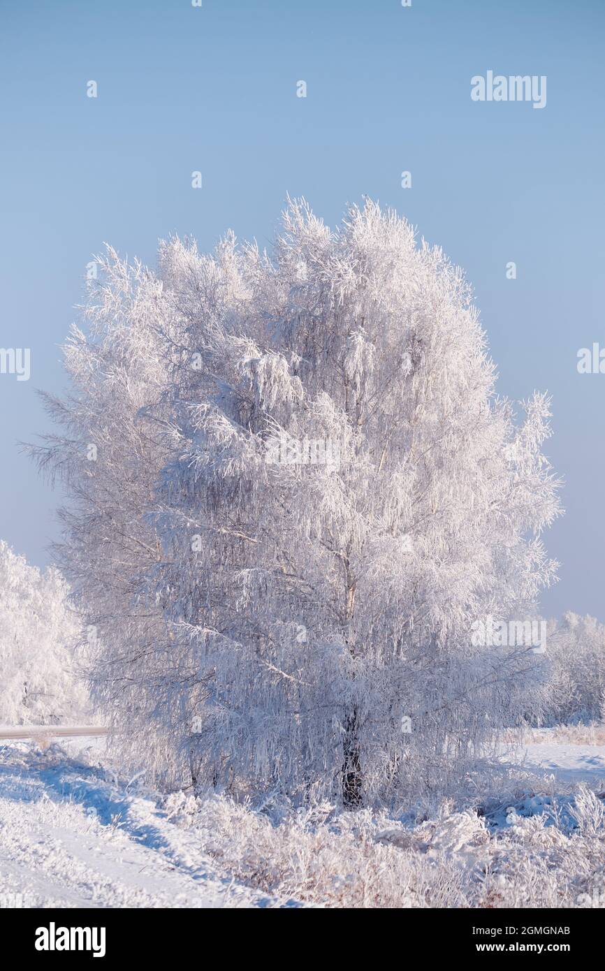 Siberian natural winter season landscape. Frozen birch trees covered ...