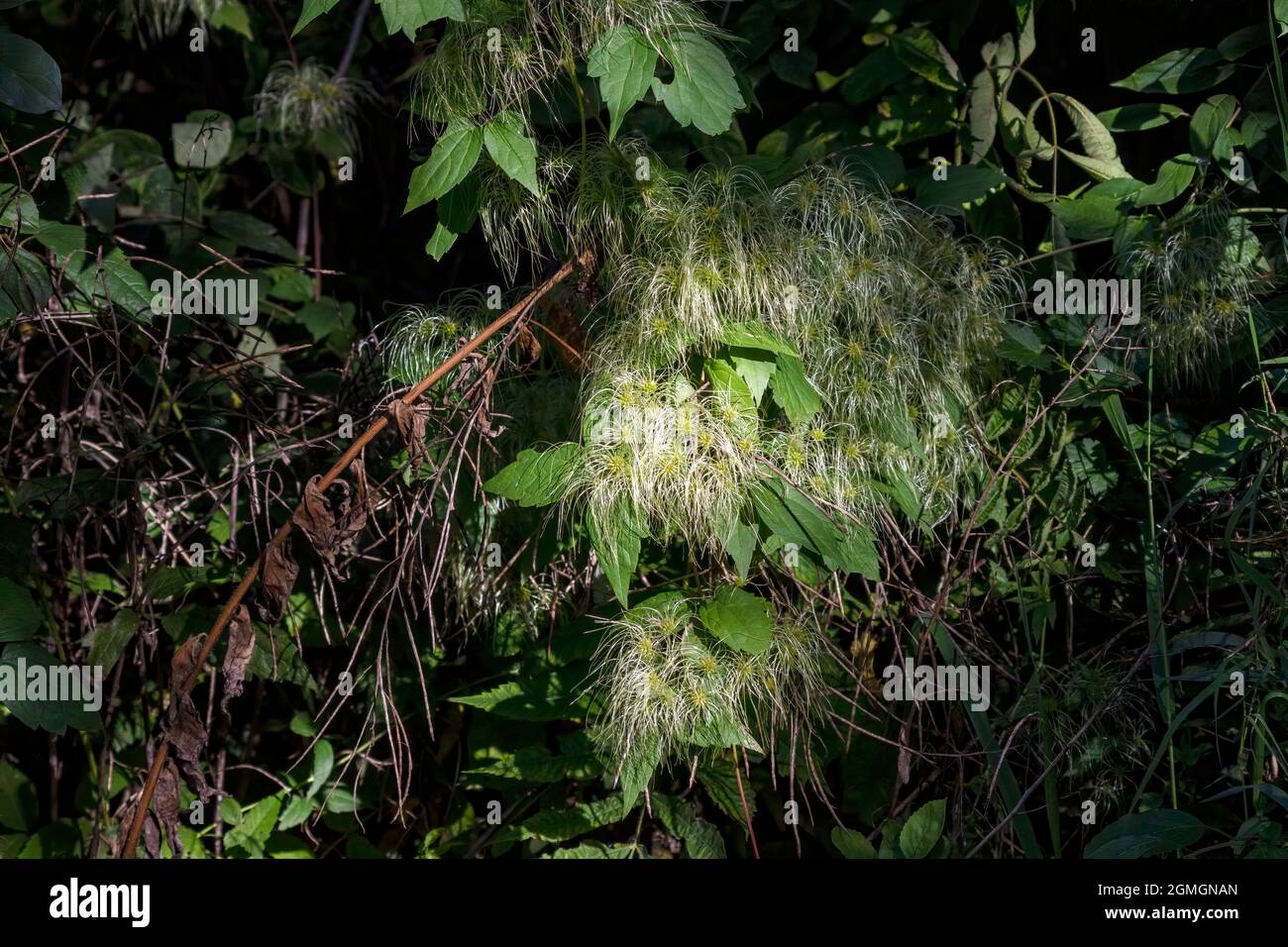 Love Vine (Clematis virginiana) also known as devil's darning needles ...