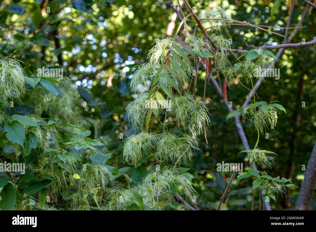Love Vine (Clematis virginiana) also known as devil's darning needles ...