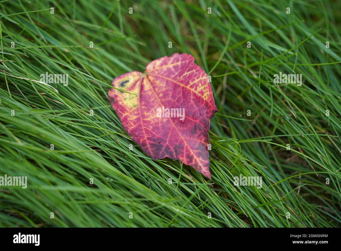 Red leaves early fall Stock Photo - Alamy